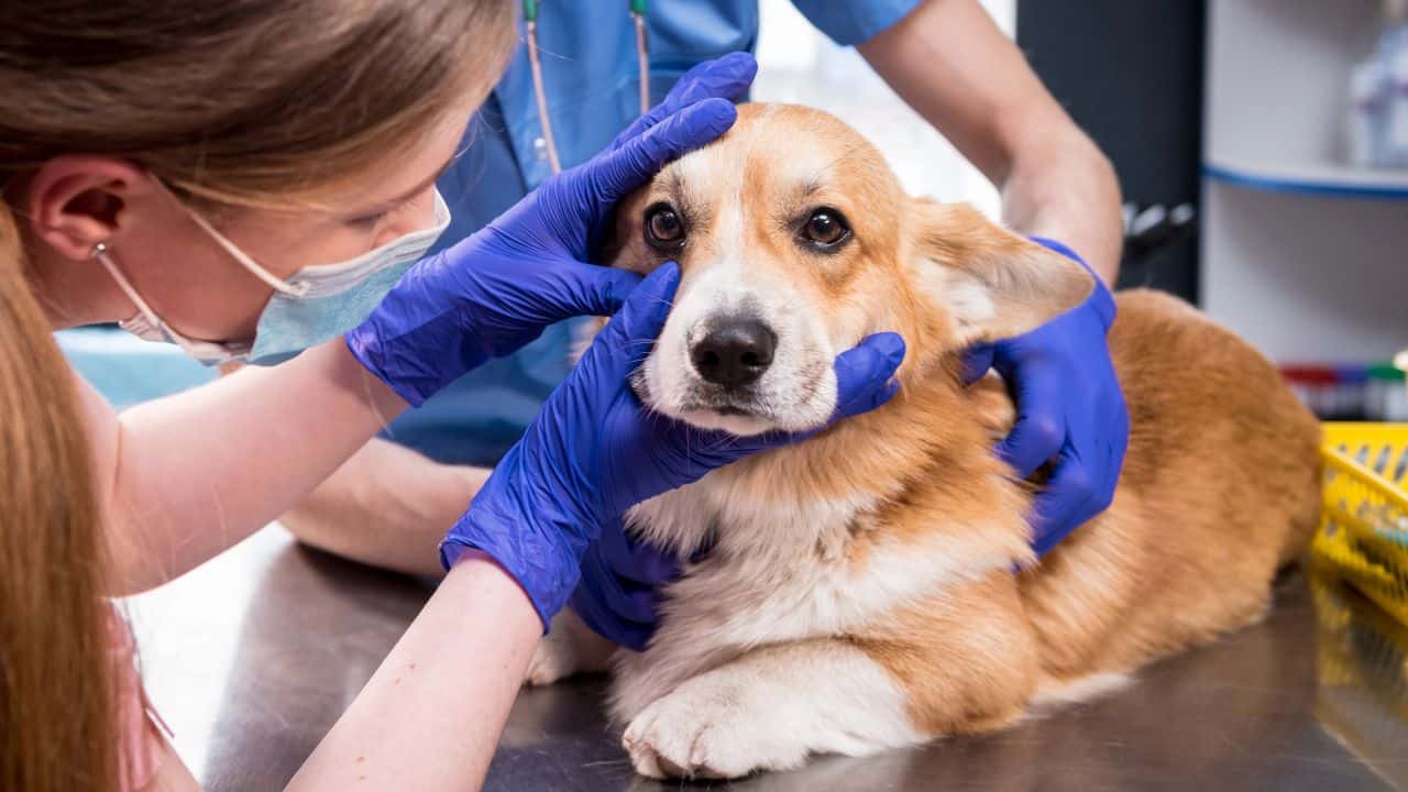 Nadměrné slzení u psa: Příčiny a jak řešit | ZOOLO_CZ