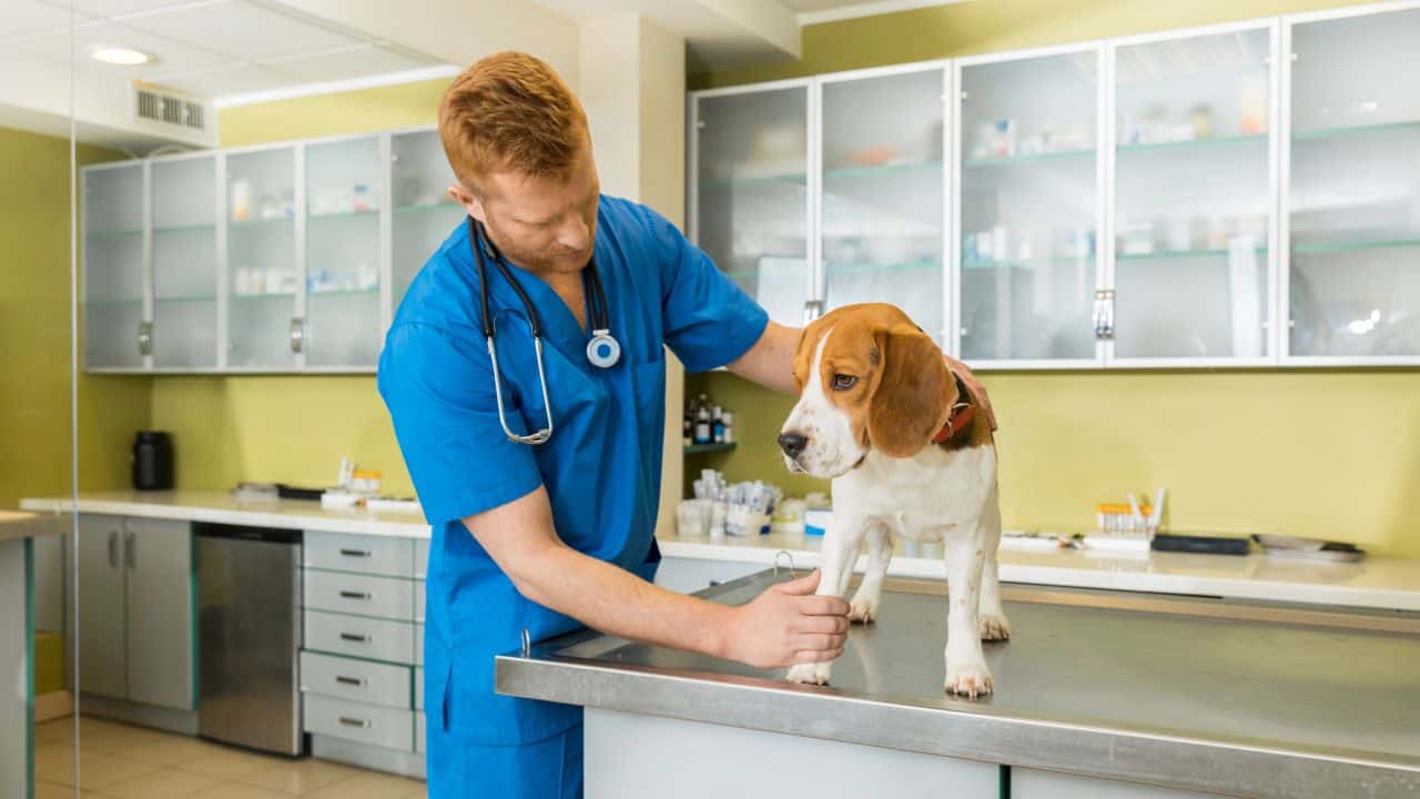 Přetržení křížových vazů u psa: Vše co potřebujete vědět | ZOOLO_CZ